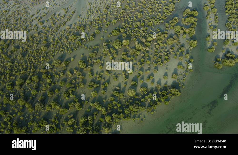 Uae mangroves Stock Videos & Footage - HD and 4K Video Clips - Alamy