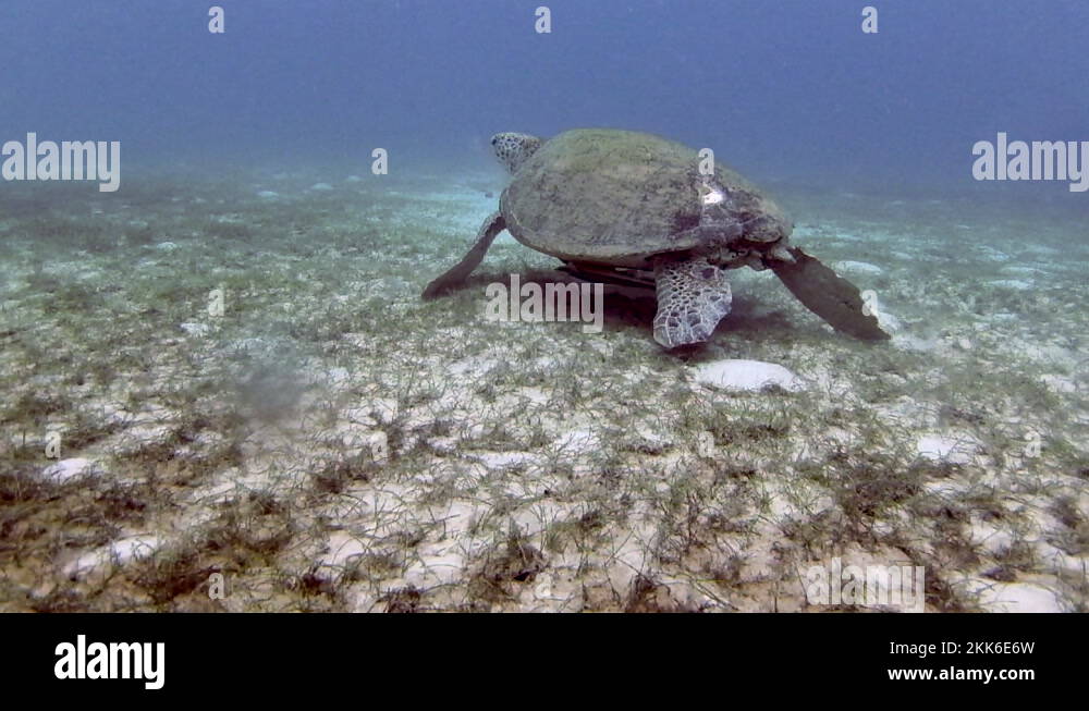 Underwater perspective of sea turtle swimming with remora fish under ...