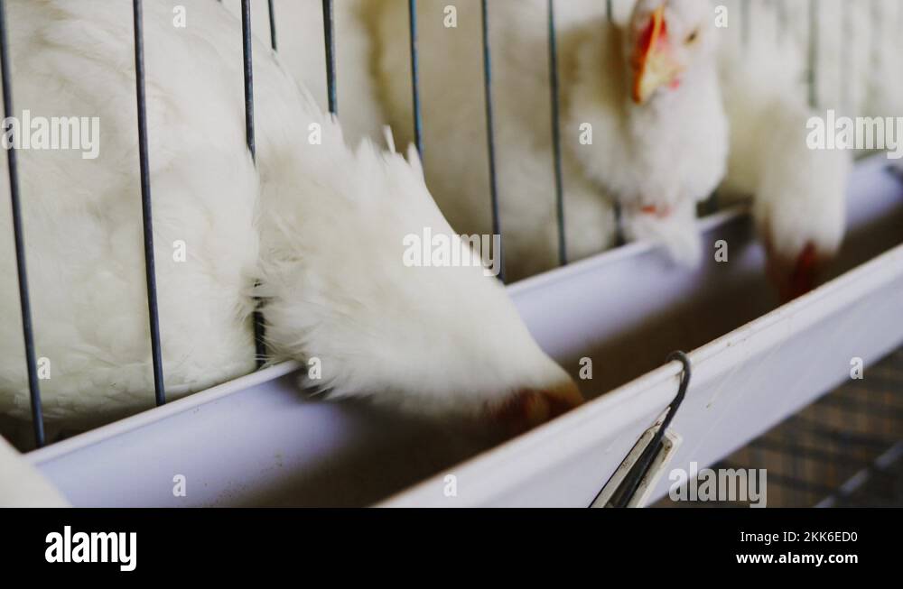 Pet broiler Stock Videos & Footage - HD and 4K Video Clips - Alamy