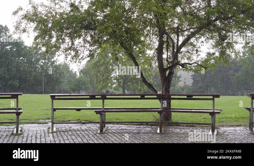 Tree park rain Stock Videos & Footage - HD and 4K Video Clips - Alamy