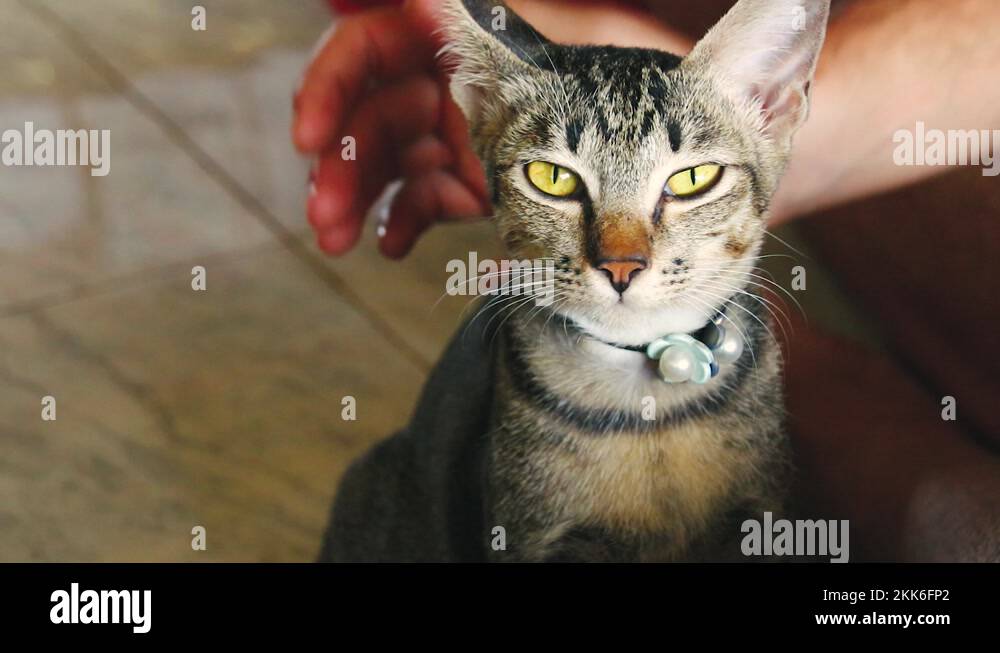 Cute tabby cat getting an affectionate and gentle petting from it's ...