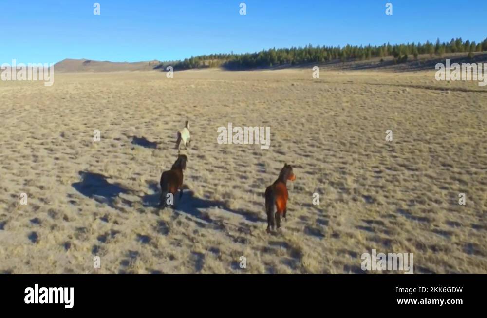 Animals in deserts Stock Videos & Footage - HD and 4K Video Clips - Alamy