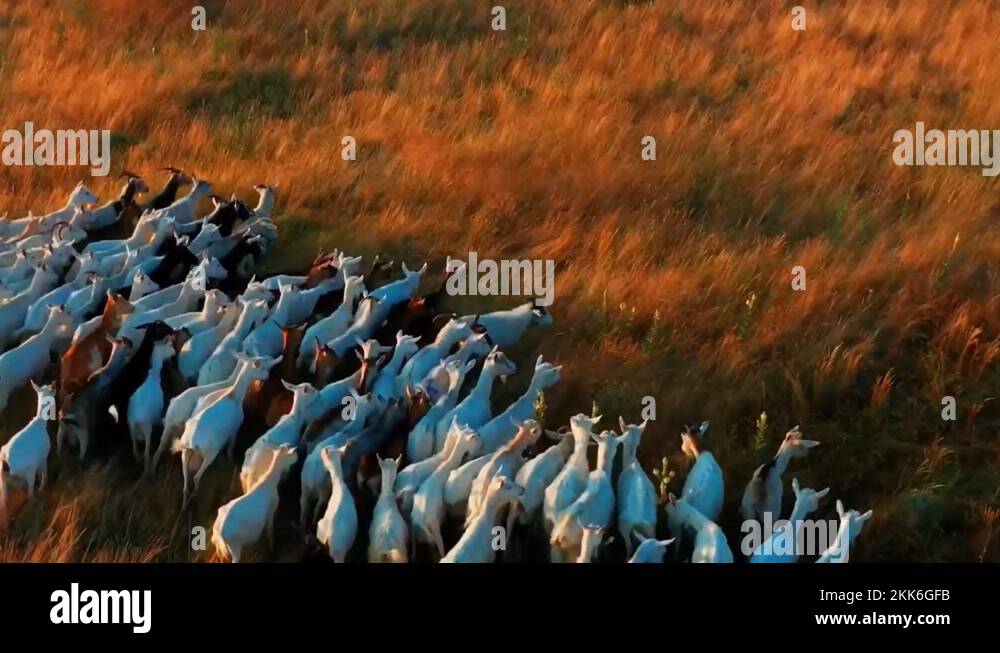 Ox group Stock Videos & Footage - HD and 4K Video Clips - Alamy