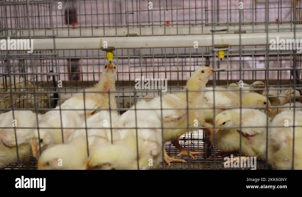 Close view of 1-week old chicks drinking water inside broiler chicken ...