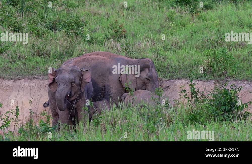 Family of asian elephant elephas maximus at khao yai national park ...