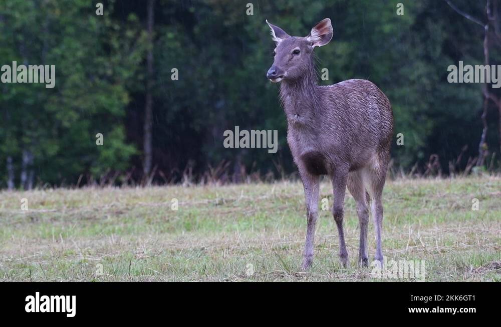 Khao yai national park sambar deer Stock Videos & Footage - HD and 4K ...
