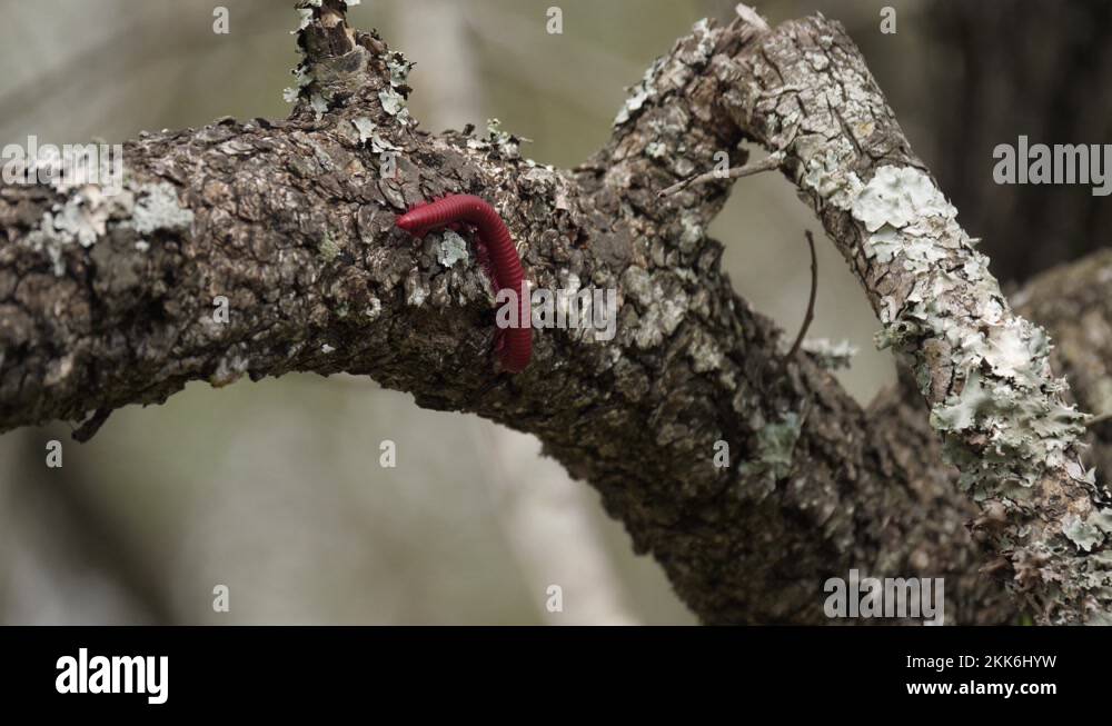 Large Red Millipede marches over rough bark of tree limb in Africa ...