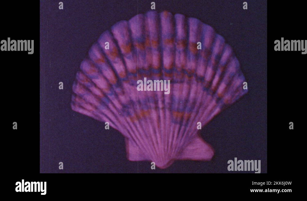 1960s: Clam shell. Microscopic view inside clam where pearl forms ...