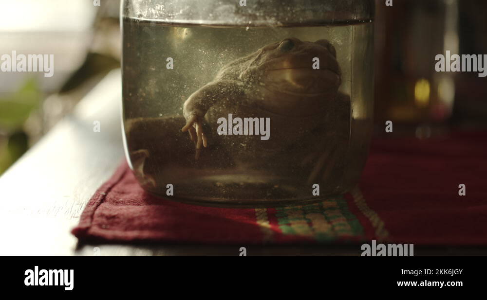 Formalin specimen Stock Videos & Footage - HD and 4K Video Clips - Alamy