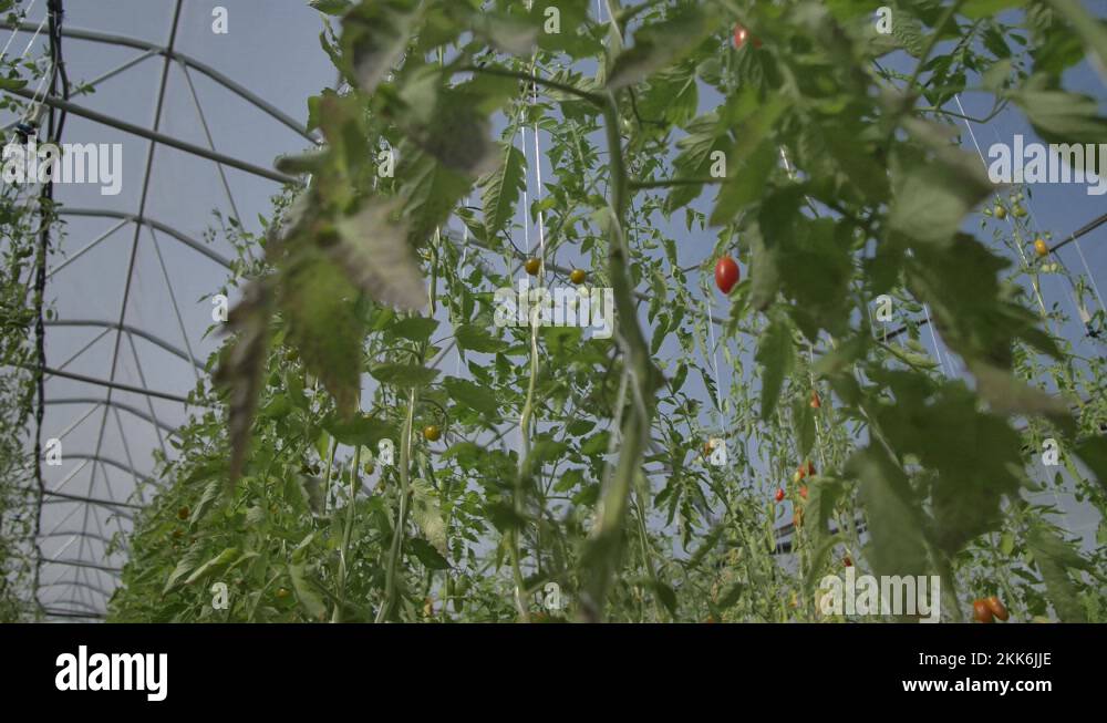 Tall tomato plants Stock Videos & Footage - HD and 4K Video Clips - Alamy