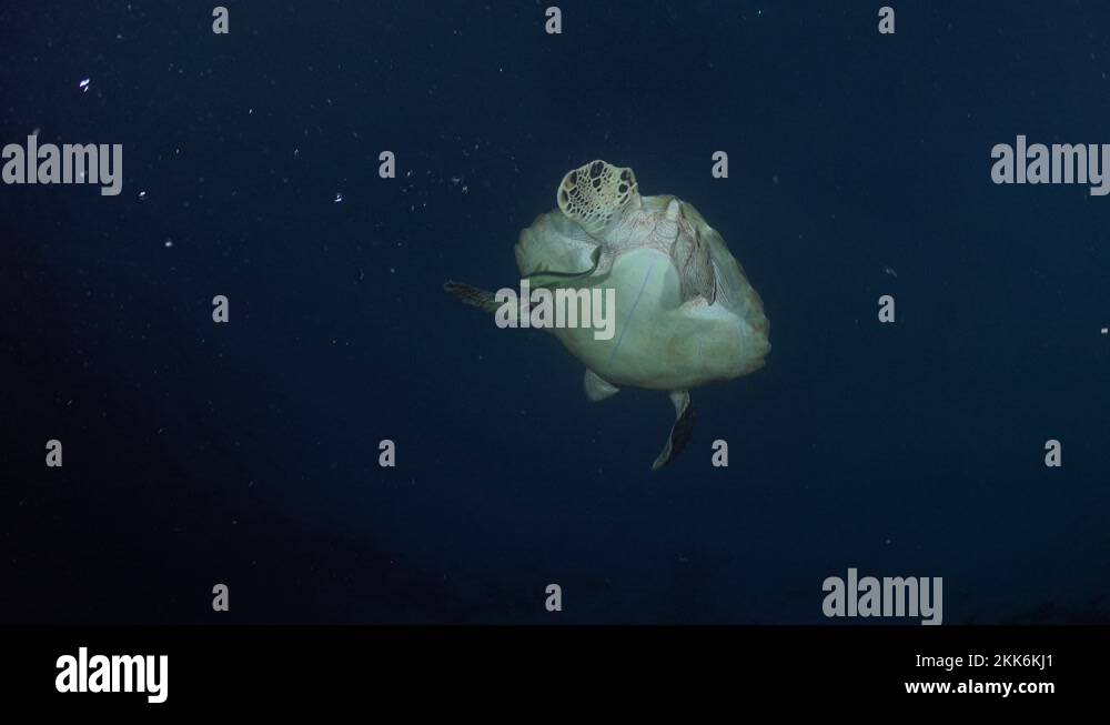 Open ocean at night Stock Videos & Footage - HD and 4K Video Clips - Alamy