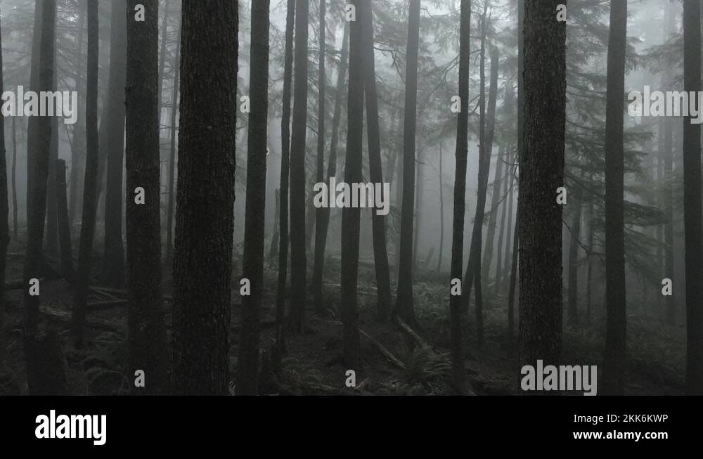 Weaving between trees of a fog shrouded creepy evergreen forest, aerial ...