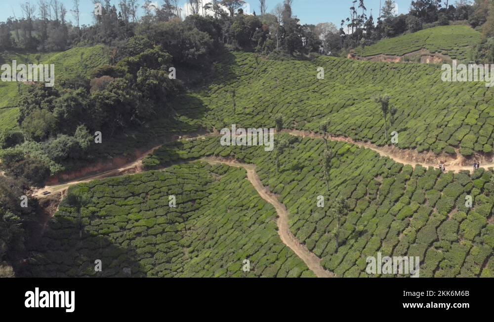 Munnar tea plant Stock Videos & Footage - HD and 4K Video Clips - Alamy