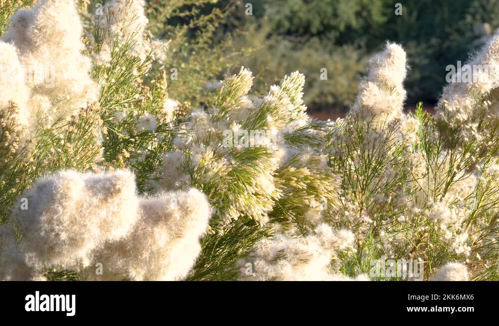 Broom flowers in bloom Stock Videos & Footage - HD and 4K Video Clips ...