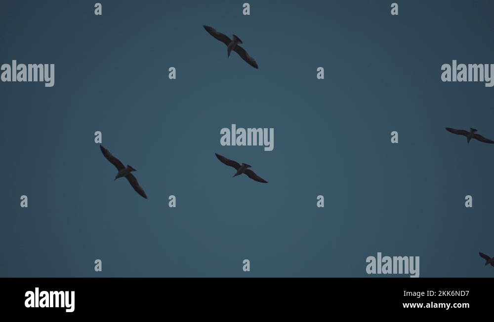 Flock of birds flying in formation Stock Videos & Footage - HD and 4K ...