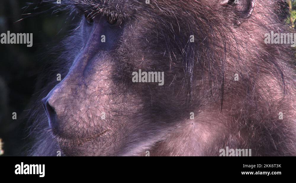 Baboons face Stock Videos & Footage - HD and 4K Video Clips - Alamy