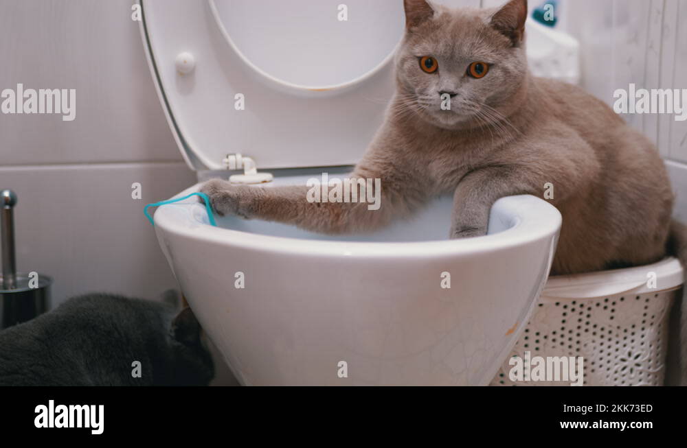 Two British Cats Are Exploring Toilet. One Cat is Sitting on Toilet ...
