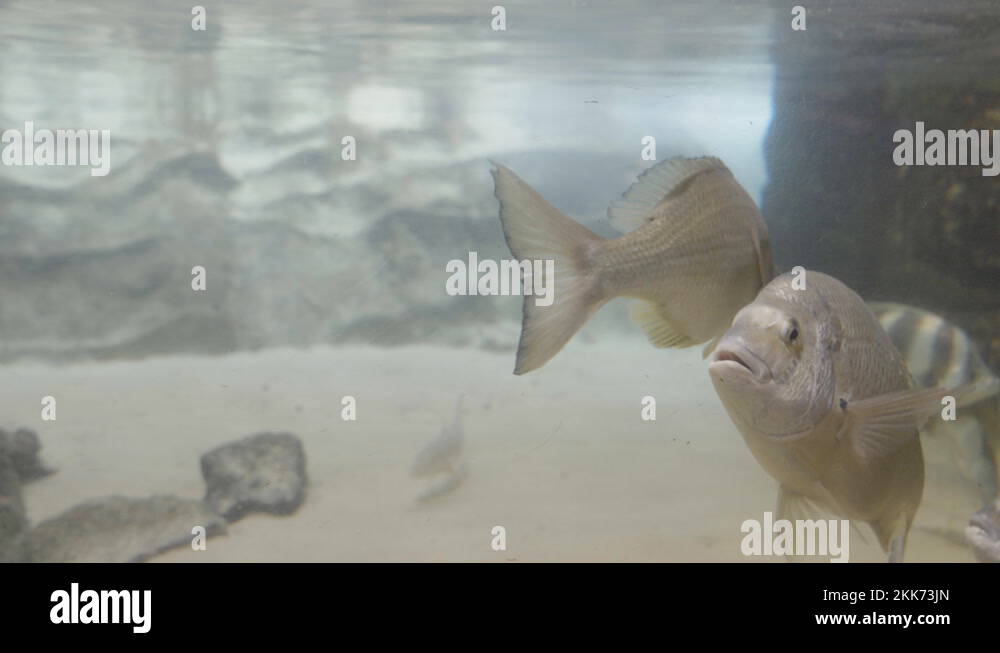 Yellow bream Stock Videos & Footage - HD and 4K Video Clips - Alamy