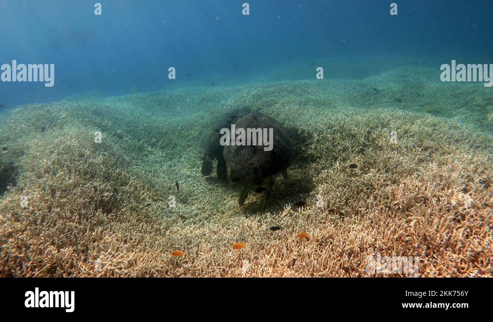 Sea turtles swimming with fish Stock Videos & Footage - HD and 4K Video ...