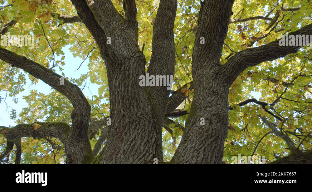 Strong oak tree low Stock Videos & Footage - HD and 4K Video Clips - Alamy