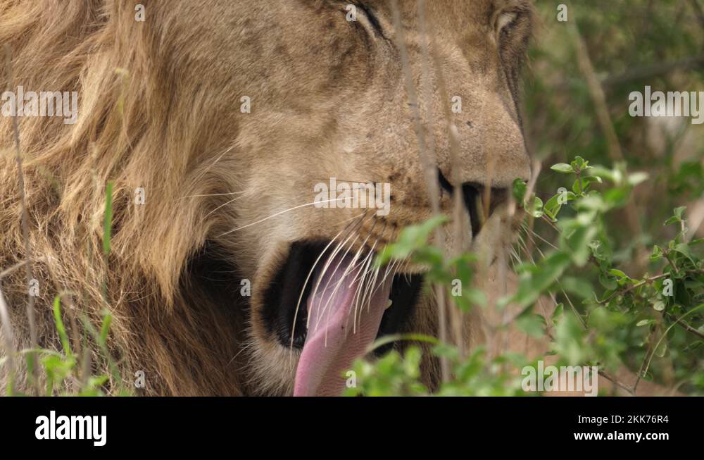 Full frame close up of big toothy yawn by male African Lion in shade ...