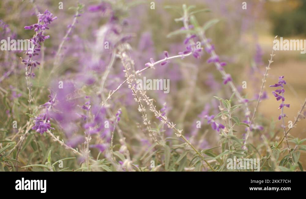 Salvia bush Stock Videos & Footage - HD and 4K Video Clips - Alamy