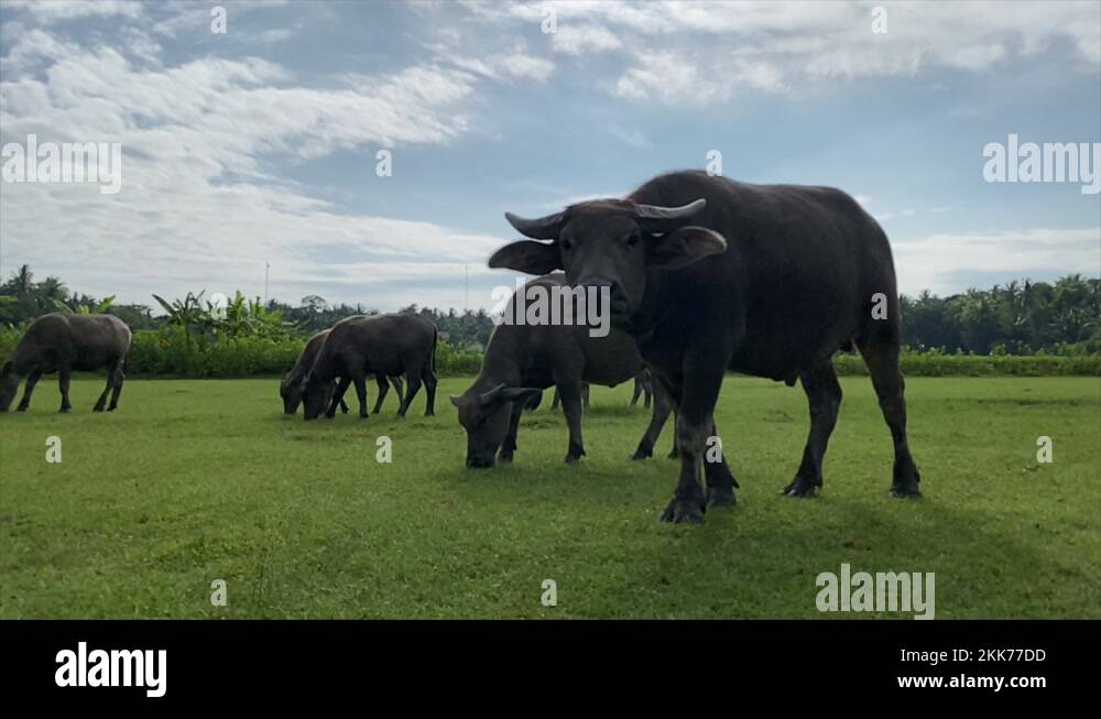 Southeast Asia Farm Animal - Horned Carabao Eating in Grass Field Stock ...