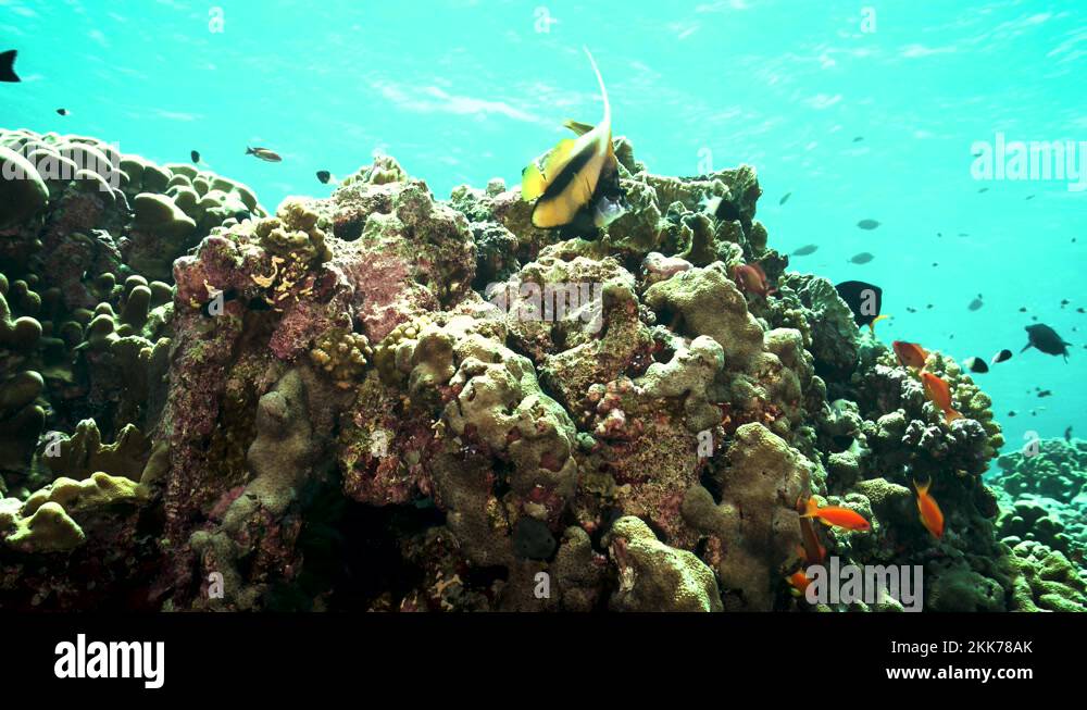 Zanclidae fish Stock Videos & Footage - HD and 4K Video Clips - Alamy