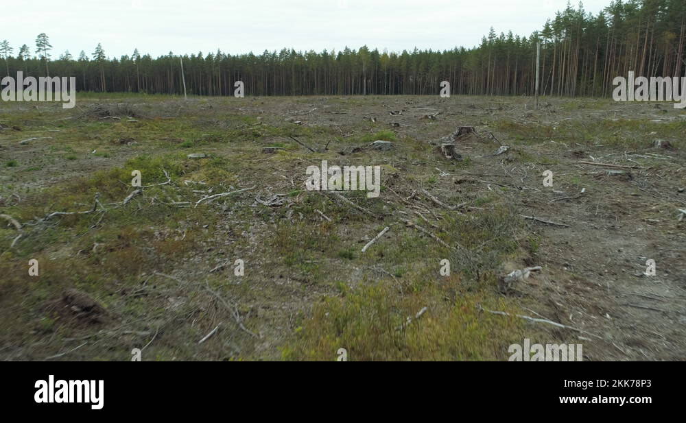 Clearing tree stumps Stock Videos & Footage - HD and 4K Video Clips - Alamy