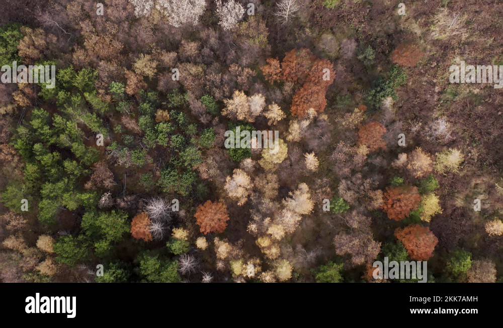 Trees foliage in iceland Stock Videos & Footage - HD and 4K Video Clips ...