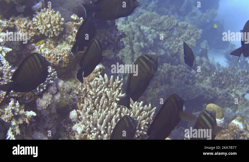 Flattened body Stock Videos & Footage - HD and 4K Video Clips - Alamy