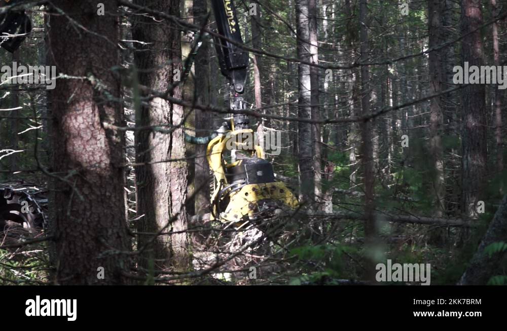 Wood procurement Stock Videos & Footage - HD and 4K Video Clips - Alamy