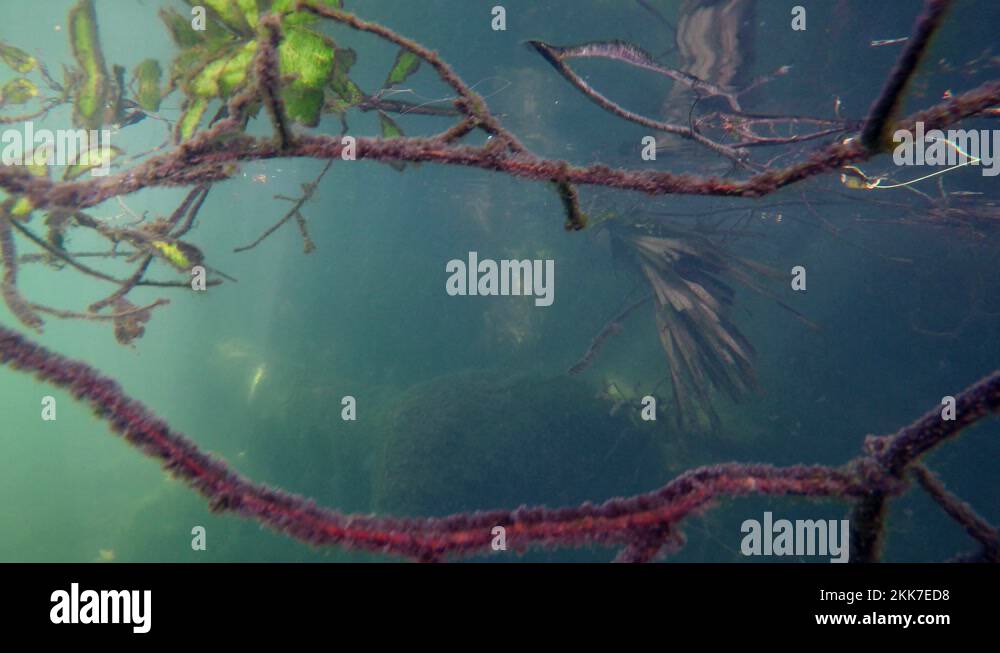 Florida springs underwater Stock Videos & Footage - HD and 4K Video ...