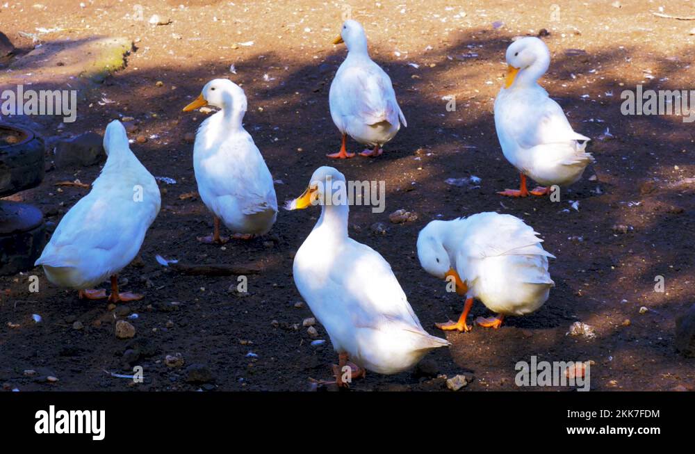 6 ducks Stock Videos & Footage - HD and 4K Video Clips - Alamy