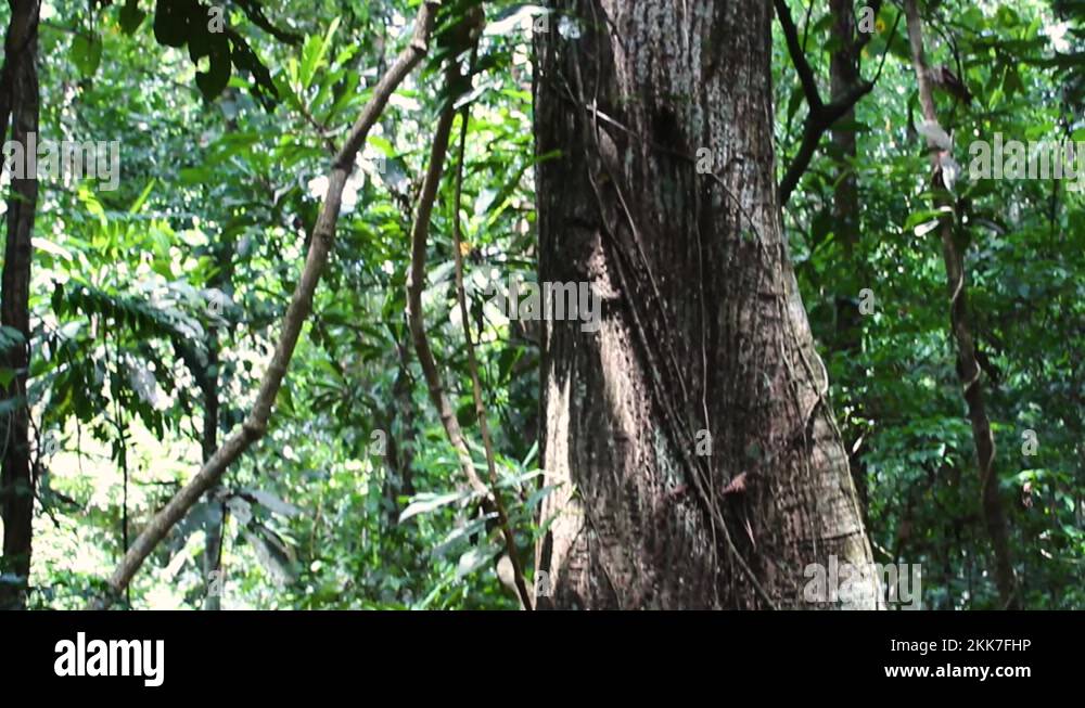 Rainforest tree jungle understory Stock Videos & Footage - HD and 4K ...