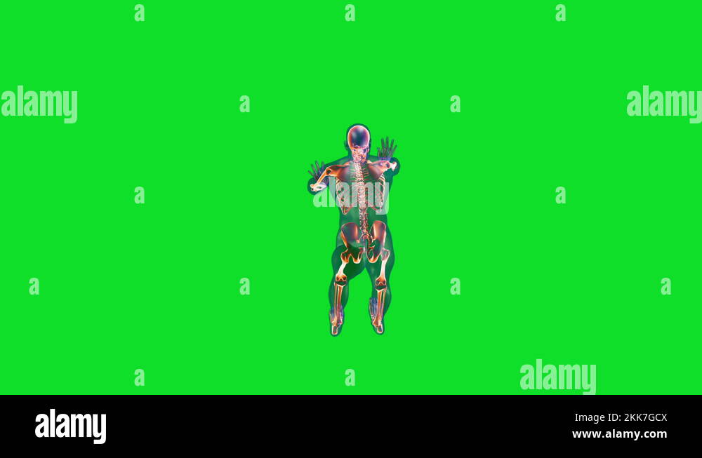 Human x-ray body and skeleton, yoga stretch upper view loop, Green ...