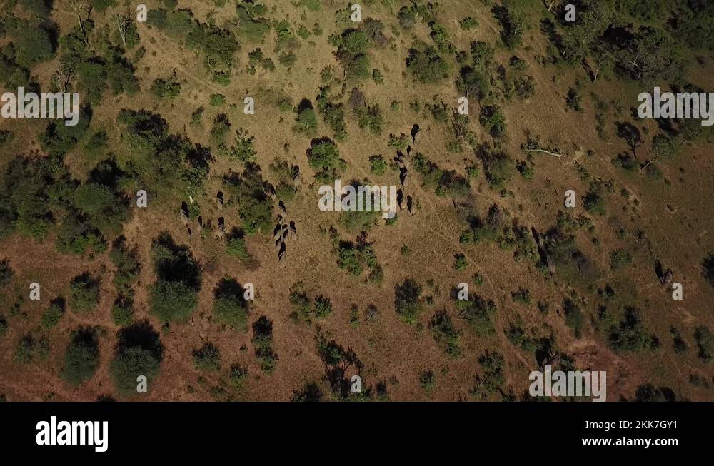 An aerial view herd african elephants Stock Videos & Footage - HD and ...
