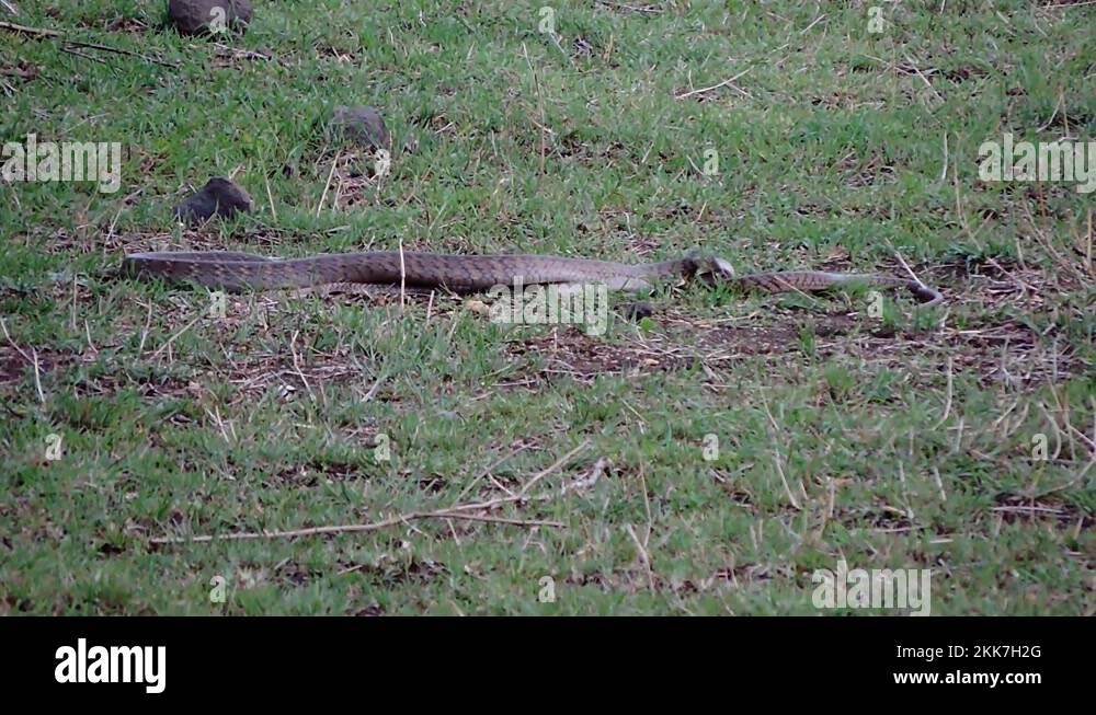 Serpent with feet Stock Videos & Footage - HD and 4K Video Clips - Alamy
