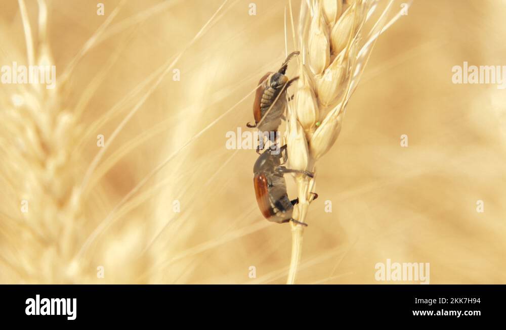 Agriculture. Harmful beetles eat up the wheat crop. Wheat field ...