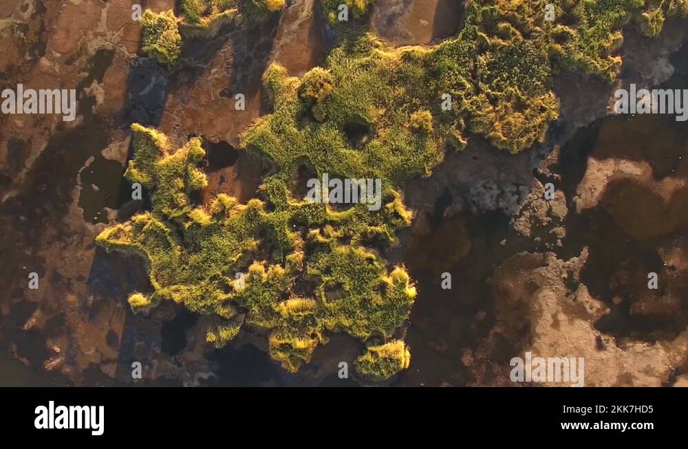 Mesopotamian Marshes, habitat of Marsh Arabs aka Madans near Basra Iraq ...