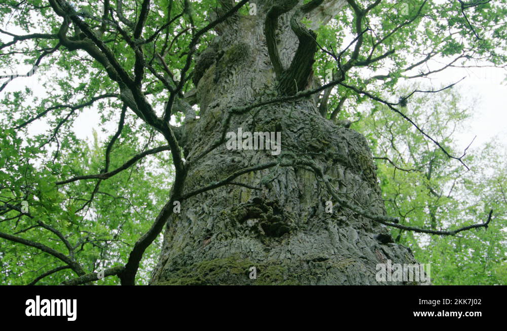 Wise old tree Stock Videos & Footage - HD and 4K Video Clips - Alamy