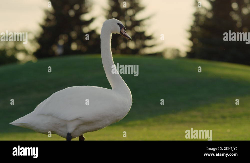 Swan attractive bird Stock Videos & Footage - HD and 4K Video Clips - Alamy
