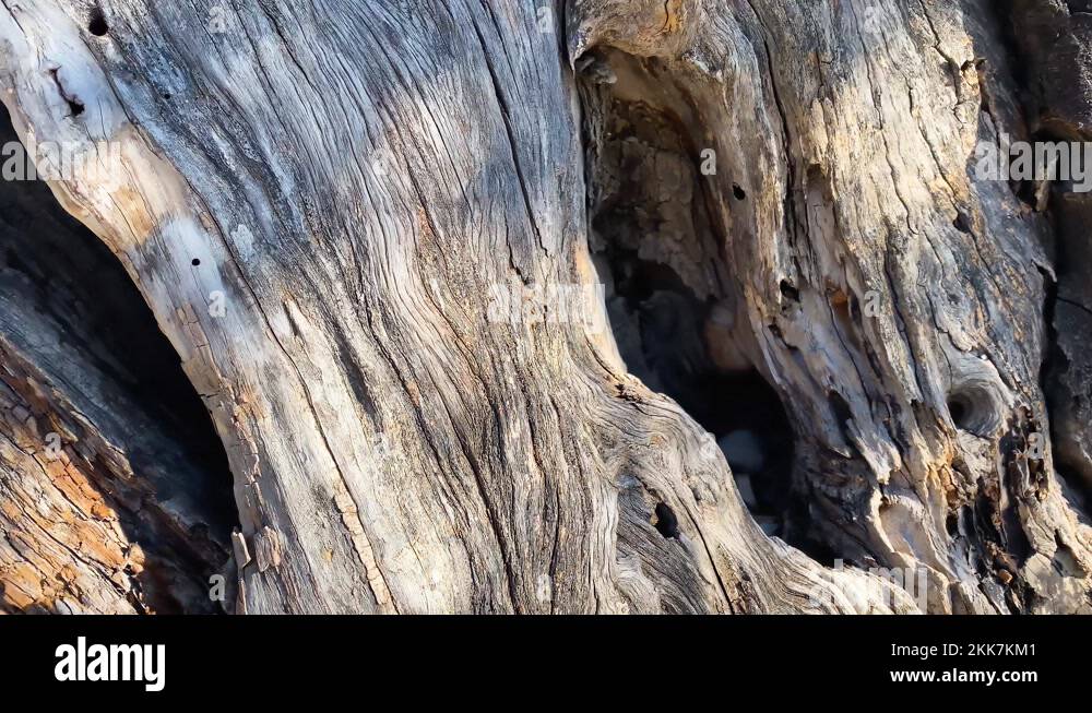 Bark old olive tree close Stock Videos & Footage - HD and 4K Video ...