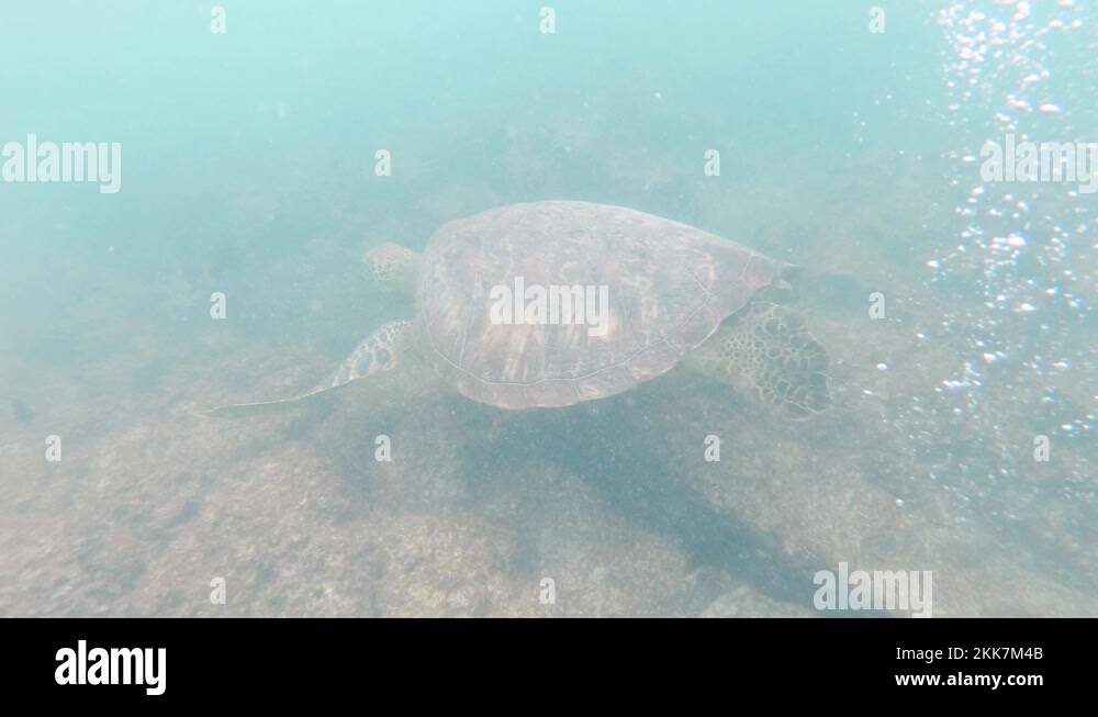 A sea turtle with a big shell is swimming and floating above a coral ...