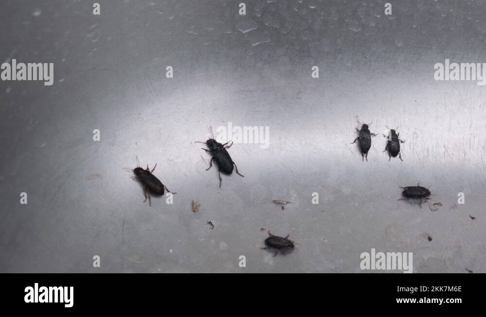 Run beetles Stock Videos & Footage - HD and 4K Video Clips - Alamy