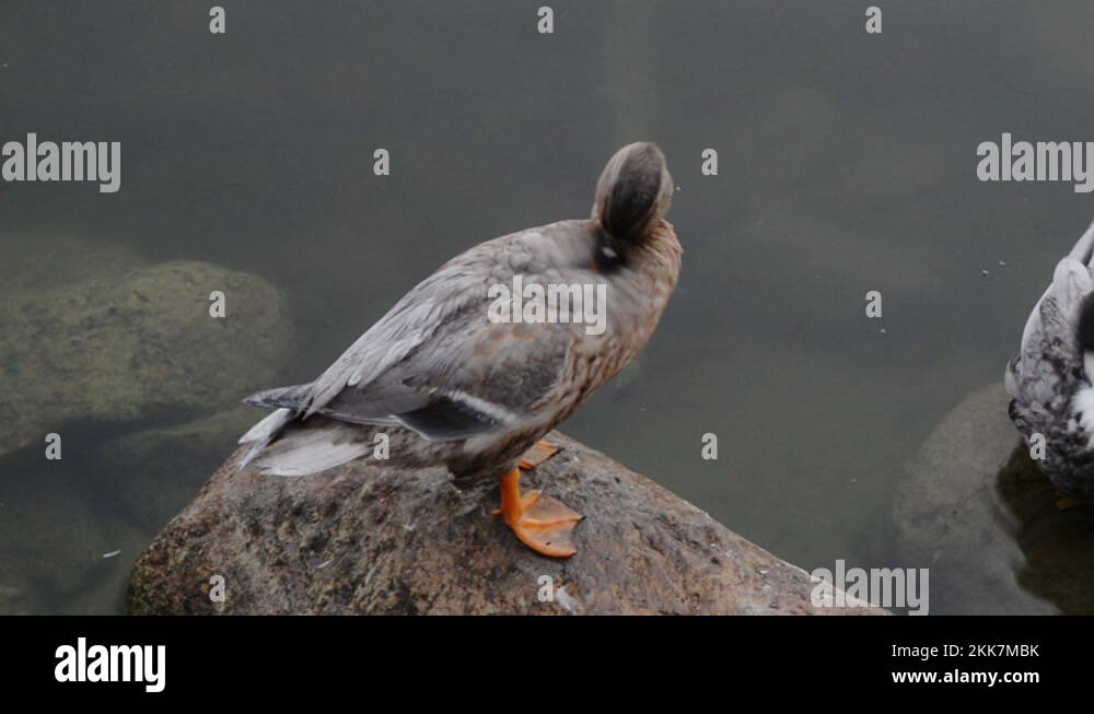 Molting duck Stock Videos & Footage - HD and 4K Video Clips - Alamy
