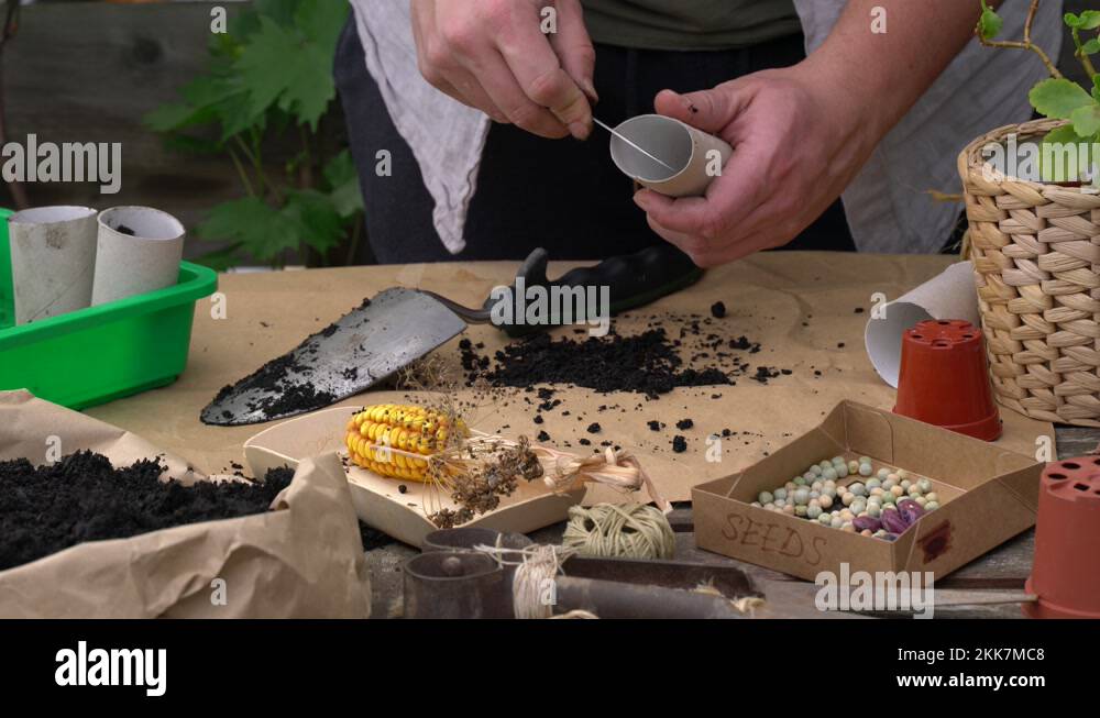 Man hands making a DIY biodegradable toilet paper roll seedling pot ...