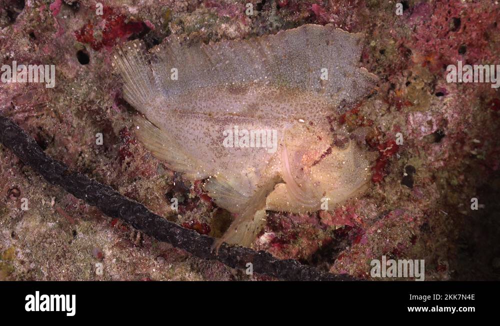 Mimicking leaf Stock Videos & Footage - HD and 4K Video Clips - Alamy