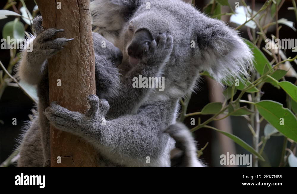 Blackbutt nature reserve australia Stock Videos & Footage - HD and 4K ... Blackbutt nature reserve australia Stock Videos & Footage - HD and 4K ...