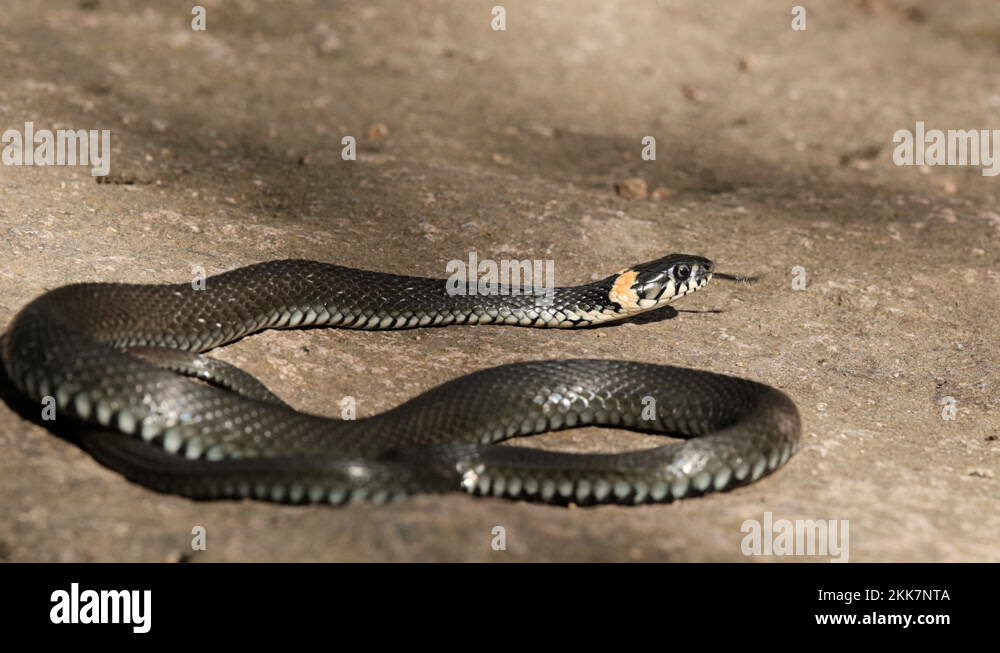 Slippery snake Stock Videos & Footage - HD and 4K Video Clips - Alamy
